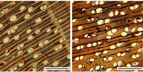 持続可能なマホガニー材がエレキギター試験で好成績（Sustainable mahogany hits the right note in ...
